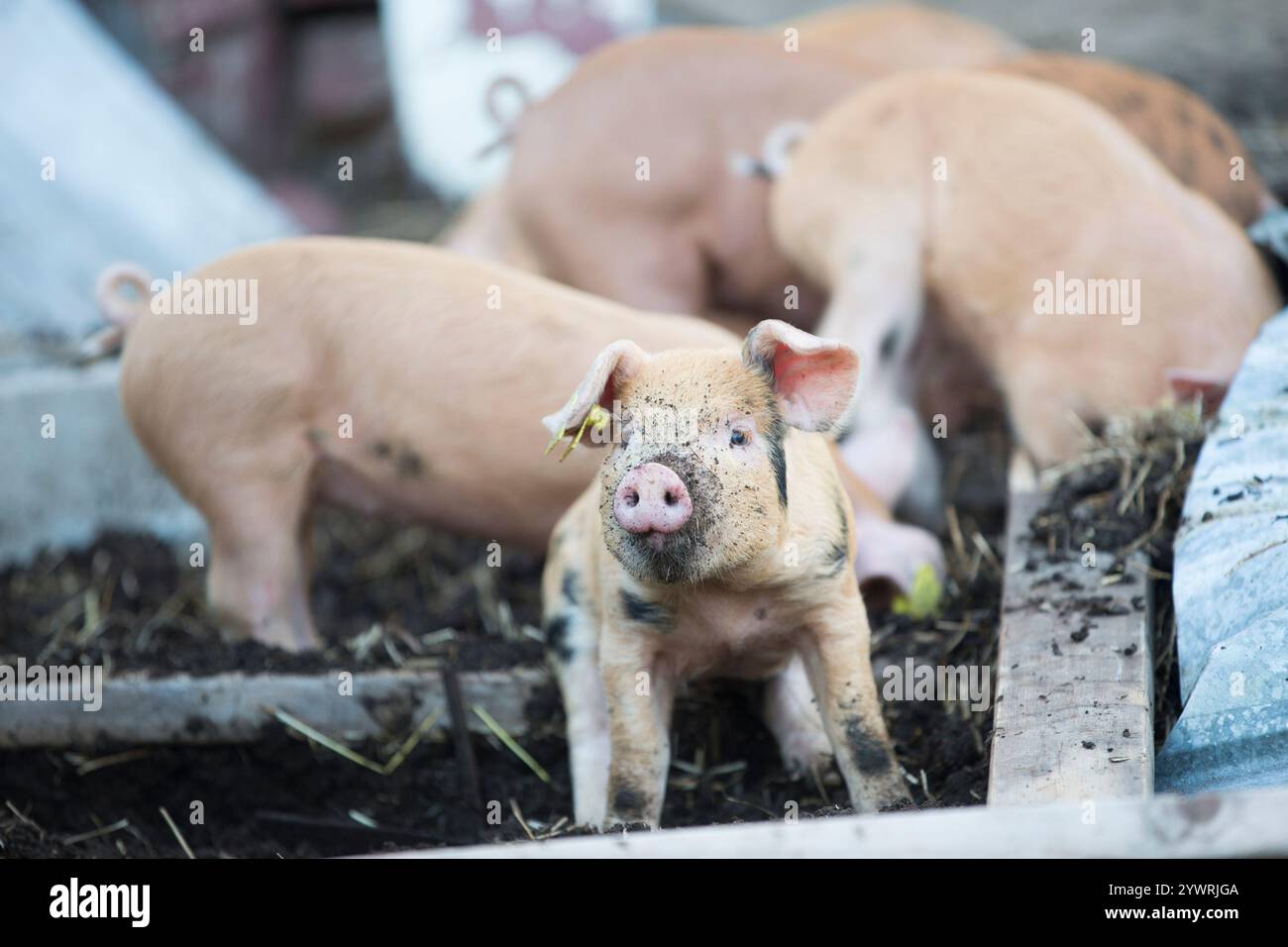 Cute baby pigs hi-res stock photography and images - Alamy