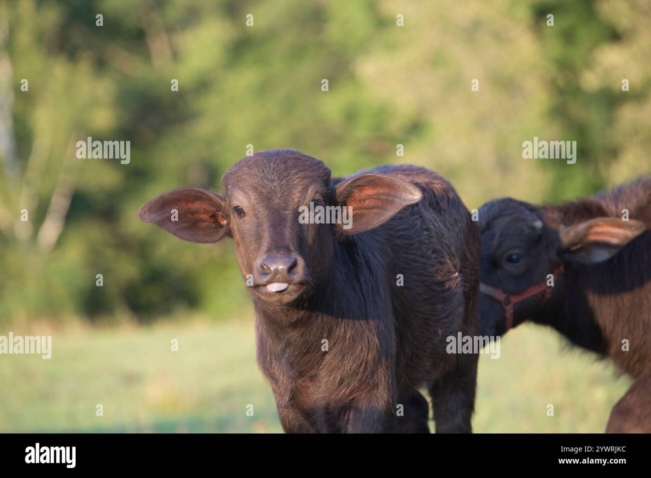 Raising water buffalo hi-res stock photography and images - Alamy