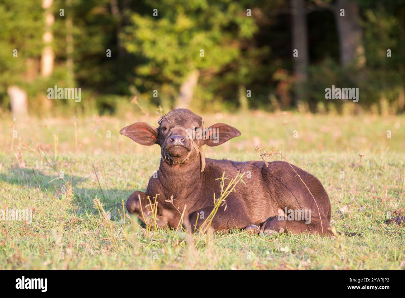 Baby Water buffalo on a small farm Stock Photo - Alamy