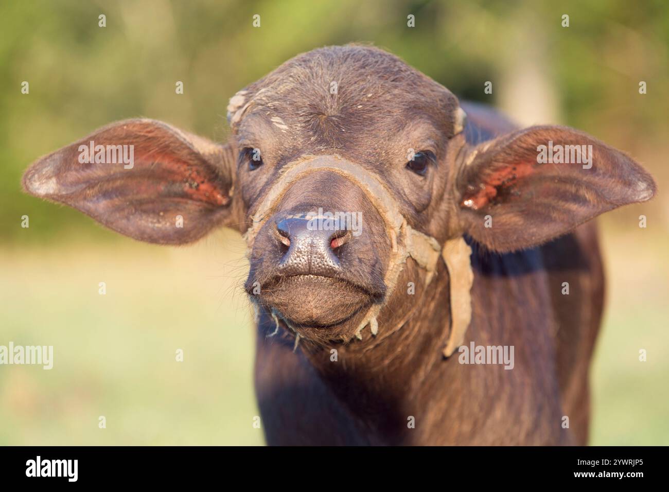 Milking water buffalo hi-res stock photography and images - Alamy