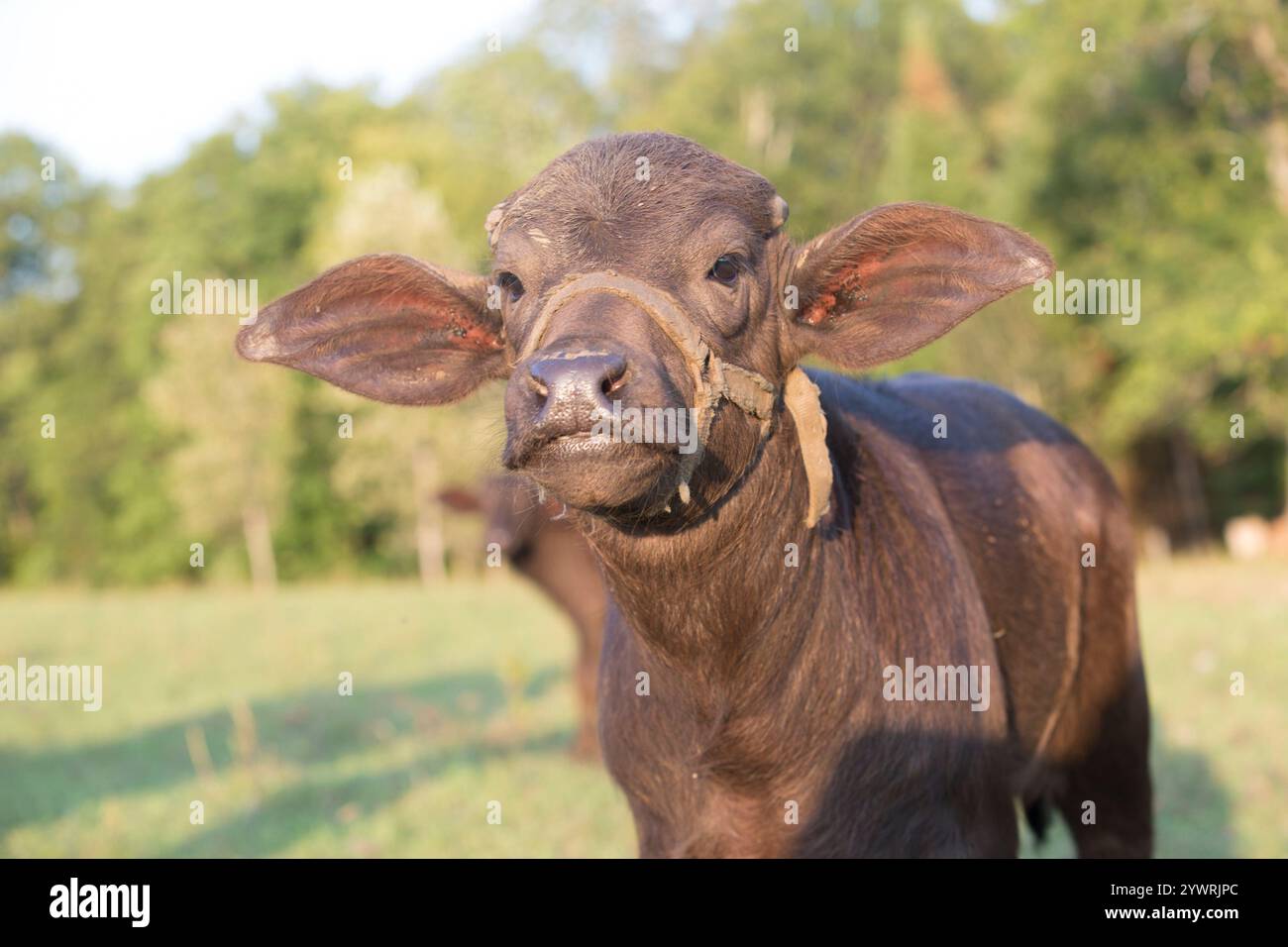Raising water buffalo hi-res stock photography and images - Alamy