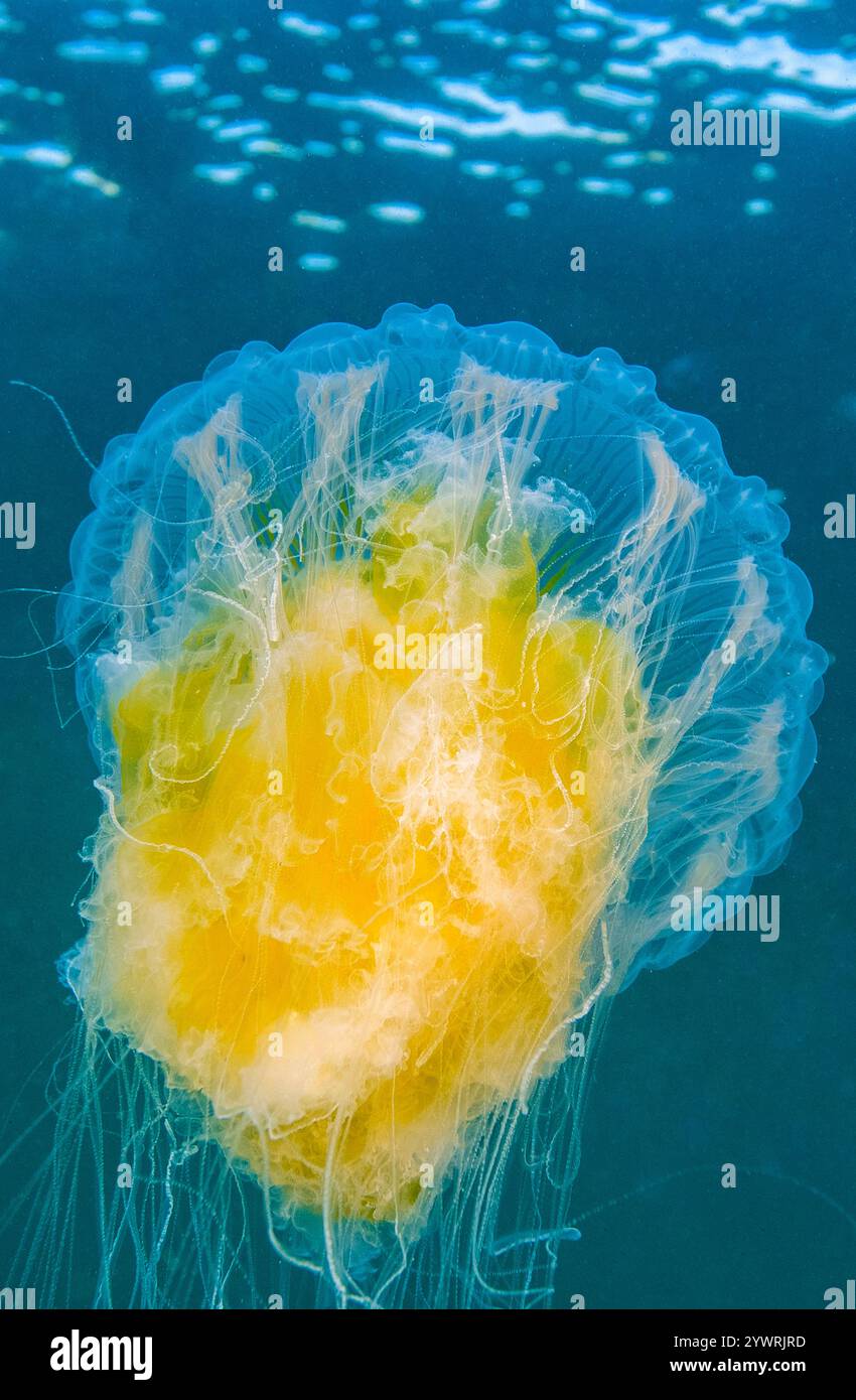 Fried egg jelly phacellophora camtschatica hi-res stock photography and ...