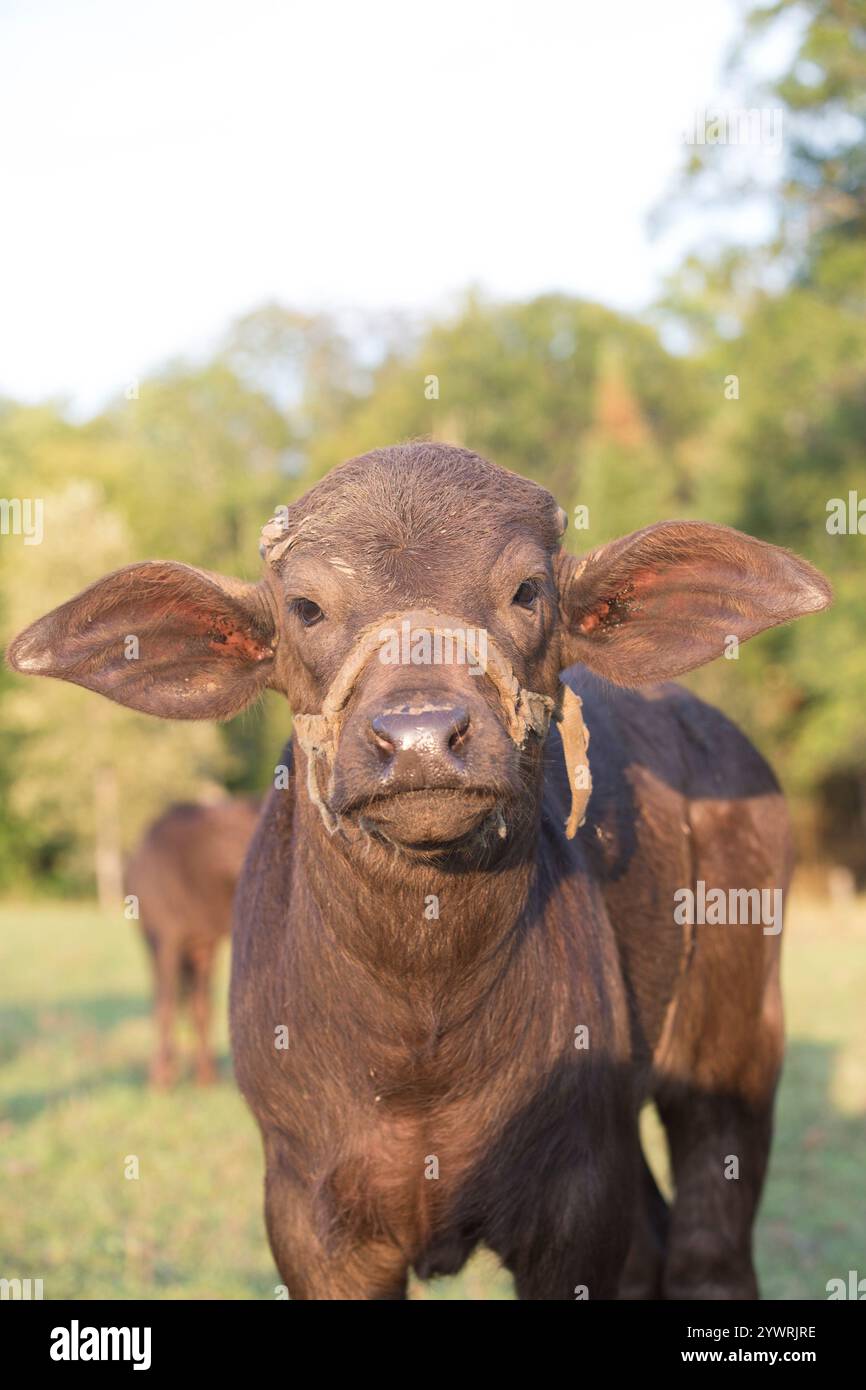 Baby Water buffalo on a small farm Stock Photo - Alamy