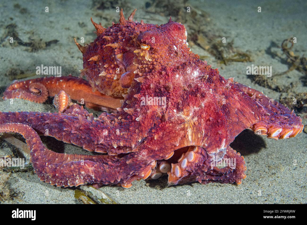 East Pacific red octopus, Octopus rubescens, aka ruby octopus, Redondo ...