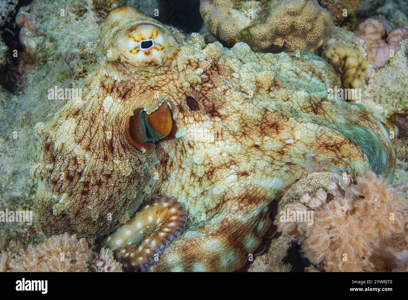 day octopus, Octopus cyanea, aka big blue octopus, Hurghada, Egypt, Red ...