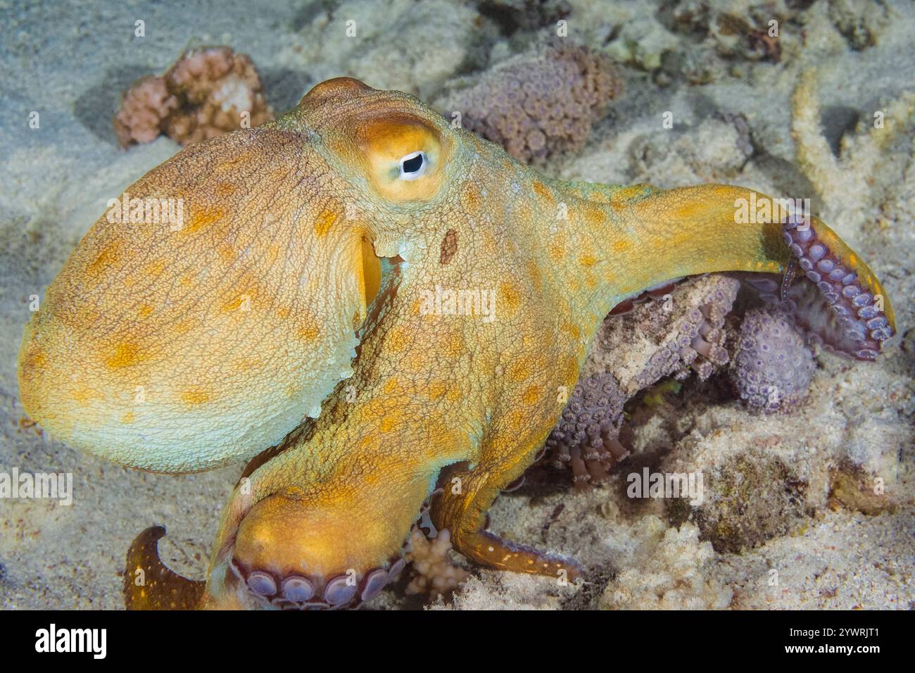 day octopus, Octopus cyanea, aka big blue octopus, Hurghada, Egypt, Red ...