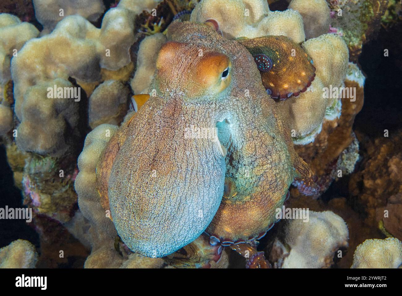 day octopus, Octopus cyanea, aka big blue octopus, Hurghada, Egypt, Red ...