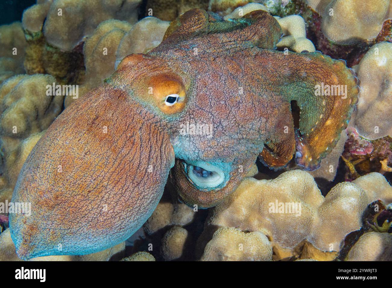 day octopus, Octopus cyanea, aka big blue octopus, Hurghada, Egypt, Red ...