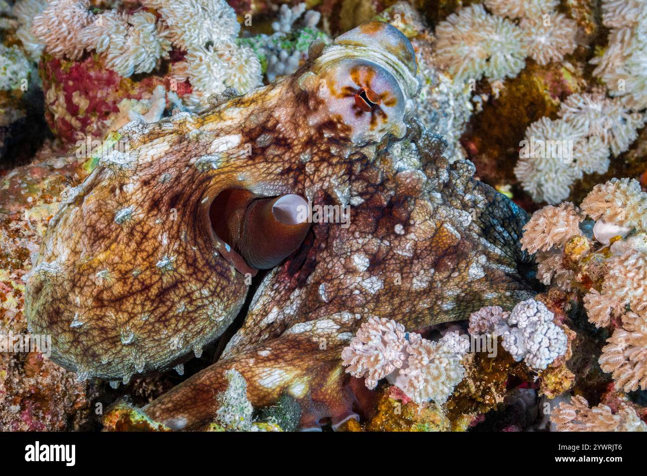 day octopus, Octopus cyanea, aka big blue octopus, Port Ghalib, Marsa ...