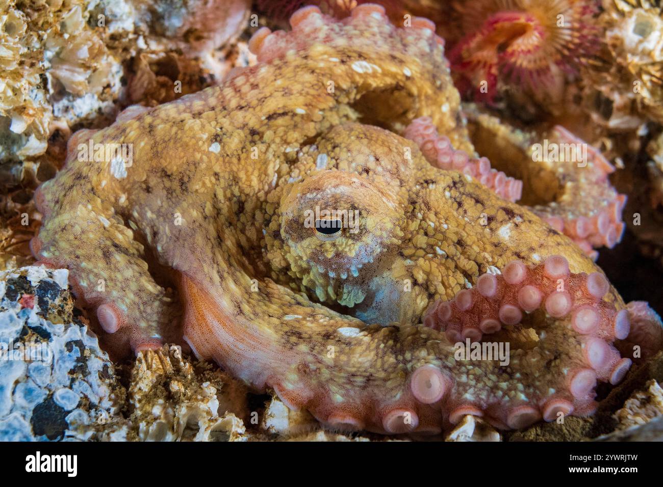 East Pacific red octopus, Octopus rubescens, aka ruby octopus, Redondo ...