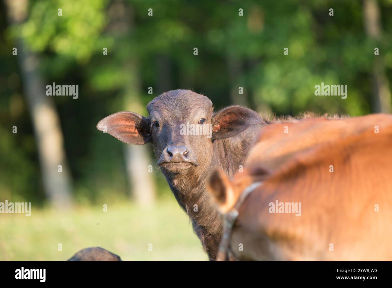 Raising water buffalo hi-res stock photography and images - Alamy