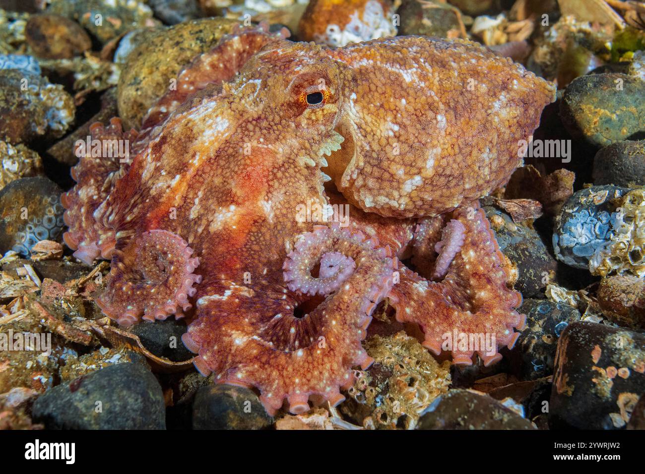 Ruby octopus hi-res stock photography and images - Alamy