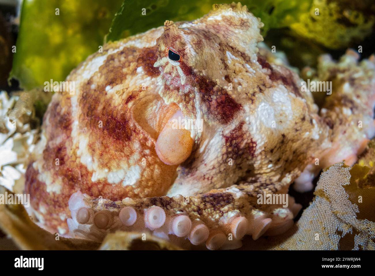 East Pacific red octopus, Octopus rubescens, aka ruby octopus, Alki ...