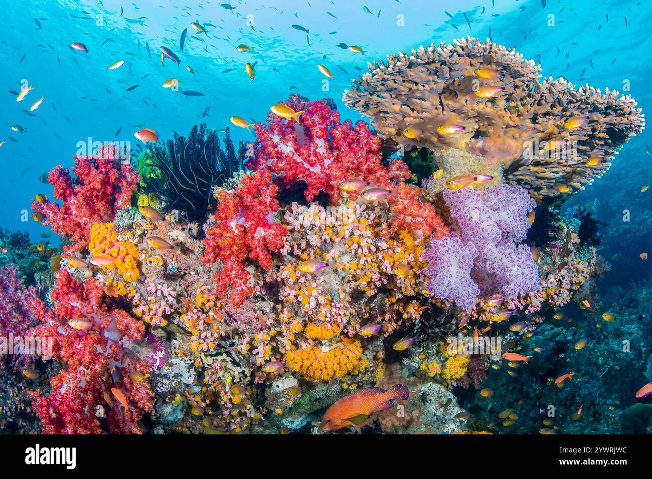 Coral reef bommie wuth schooling anthias Pseudanthias hutchi and ...