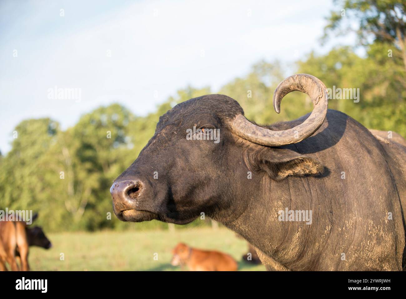 Female water buffalo hi-res stock photography and images - Alamy
