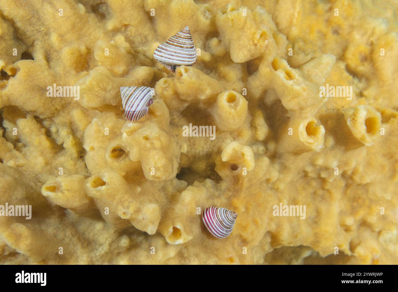 Blue-ring topsnail. Calliostoma ligatum, on sponge, Keystone Jetty Fort ...