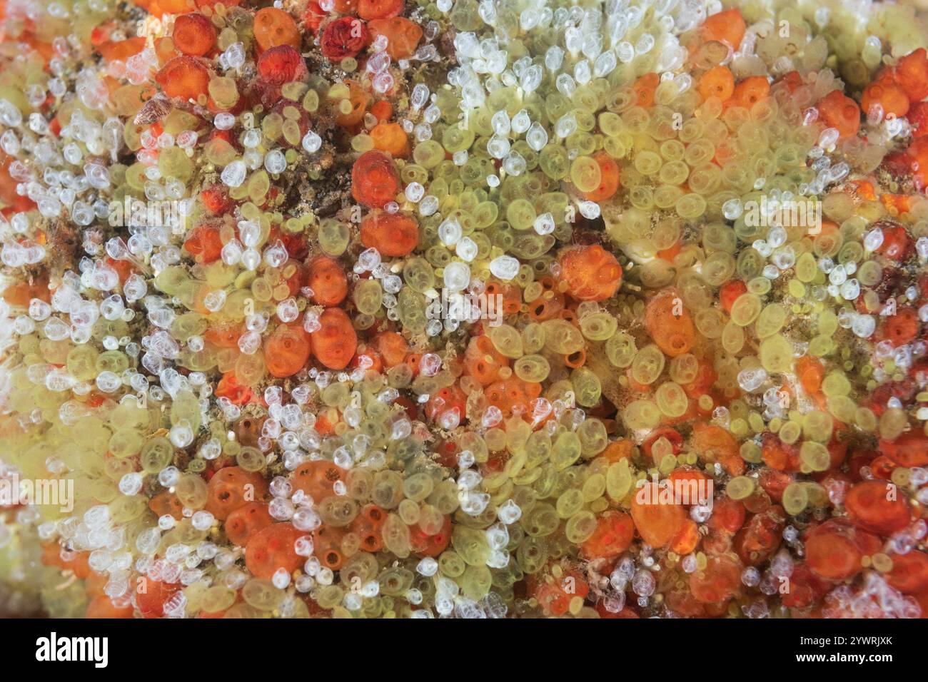 Globular ascidian Molgula pacifica, Keystone Jetty Fort Casey ...