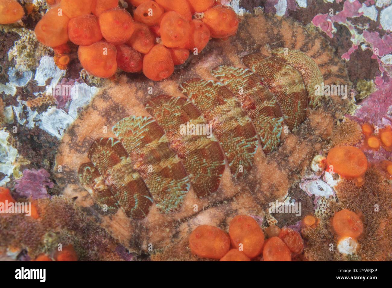 Keystone Jetty Fort Casey Underwater Park Admiralty Bay Salish Sea ...