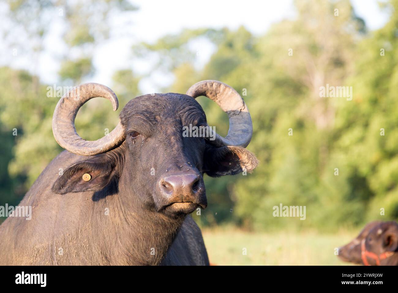 Female water buffalo hi-res stock photography and images - Alamy