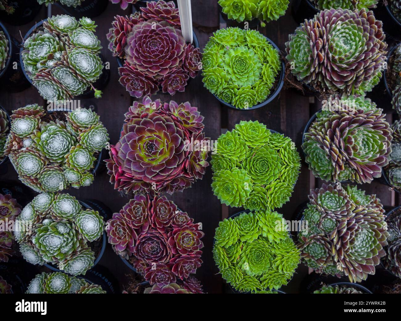 Various succulents in pots hi-res stock photography and images - Alamy