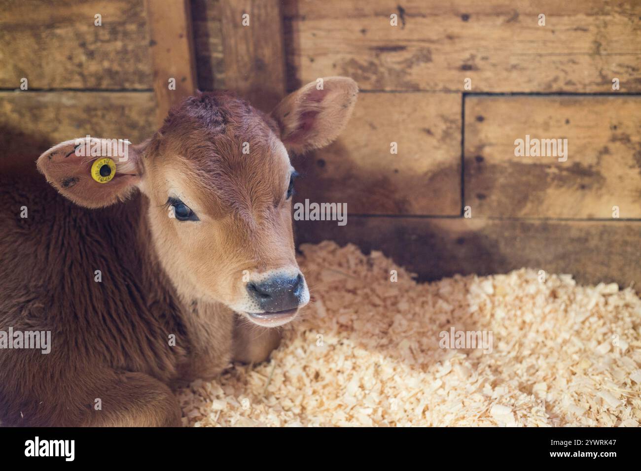 Rasing cows hi-res stock photography and images - Alamy