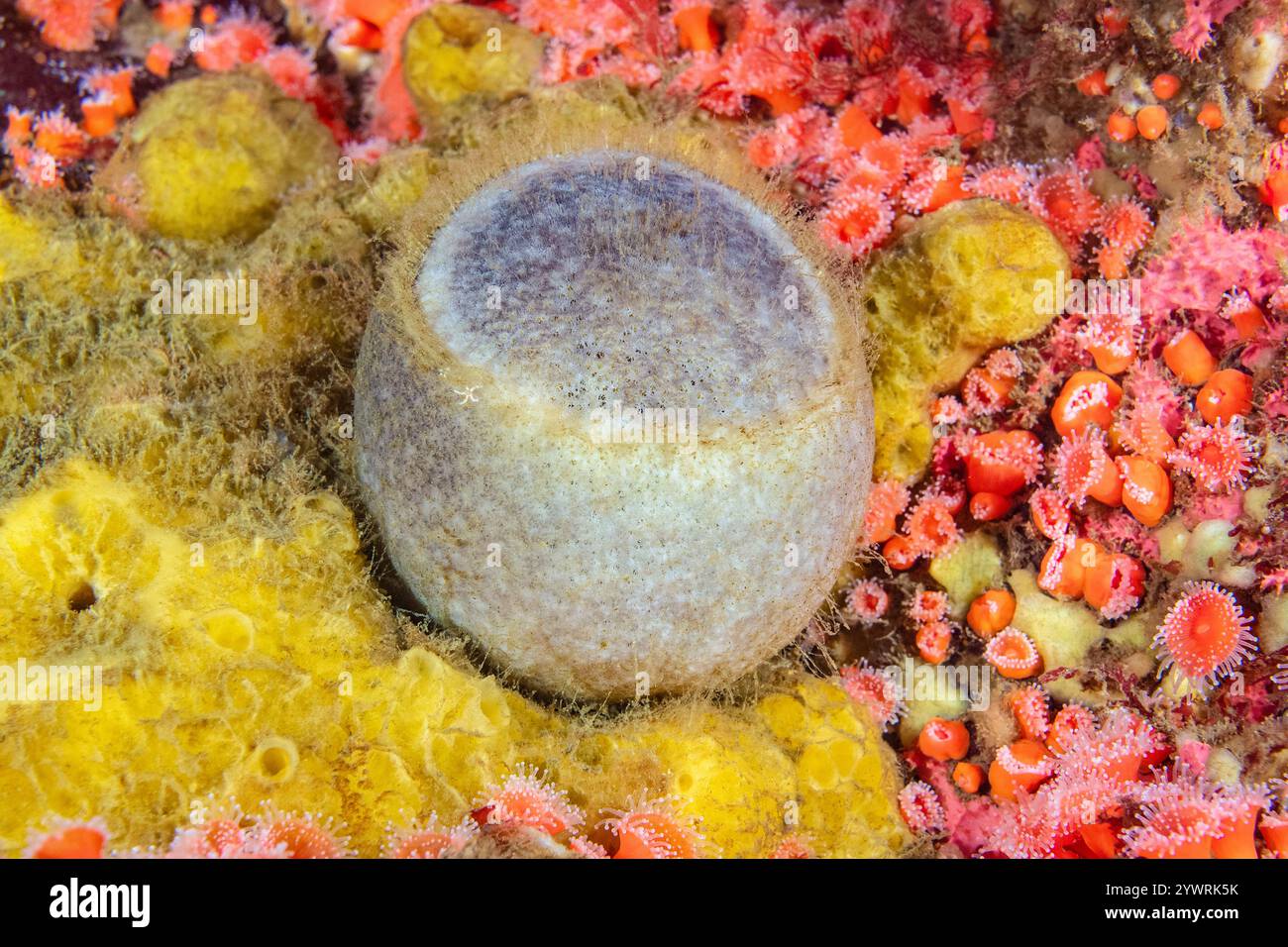 Tennis ball sponge hi-res stock photography and images - Alamy