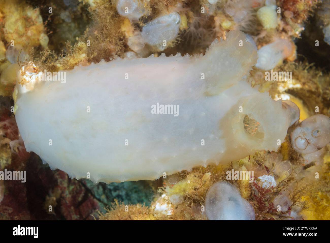 Brooding transparent tunicate Corella inflata, Creeping orange hydroid ...