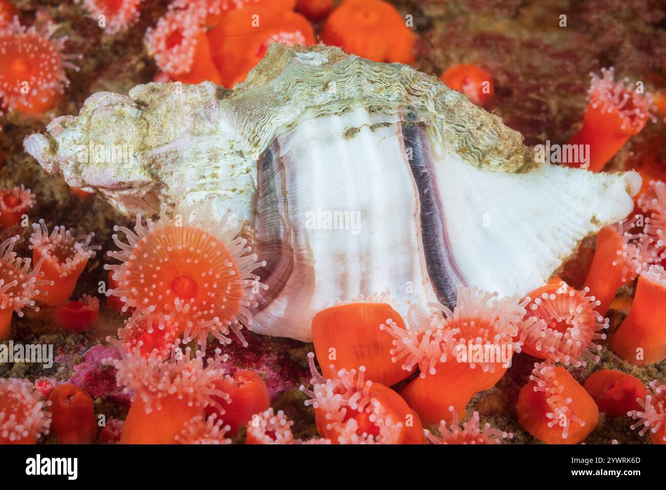 Discovery Passage Quadra Island Salish Sea Campbell River Vancouver ...