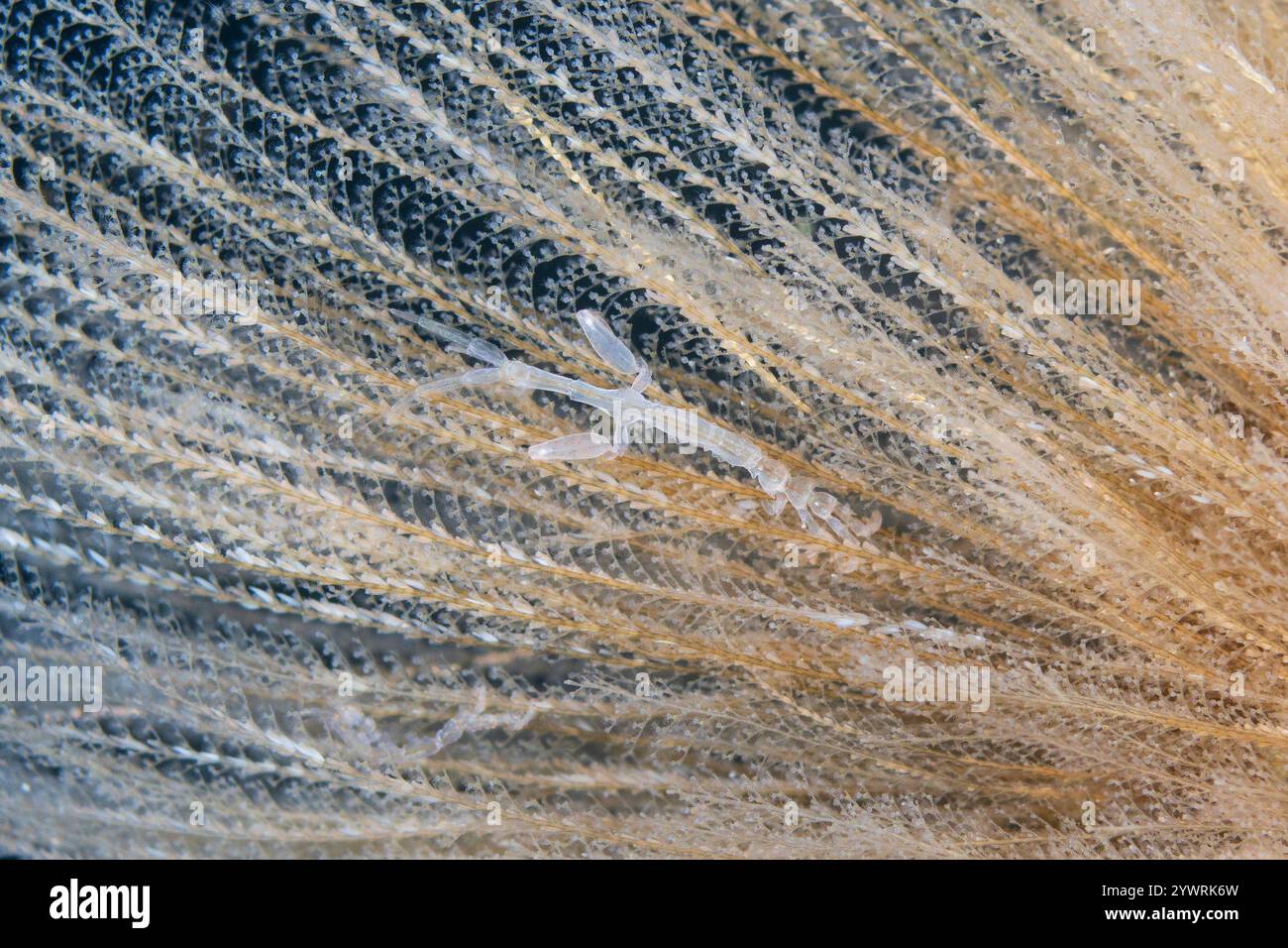 Discovery Passage Quadra Island Salish Sea Campbell River Vancouver ...