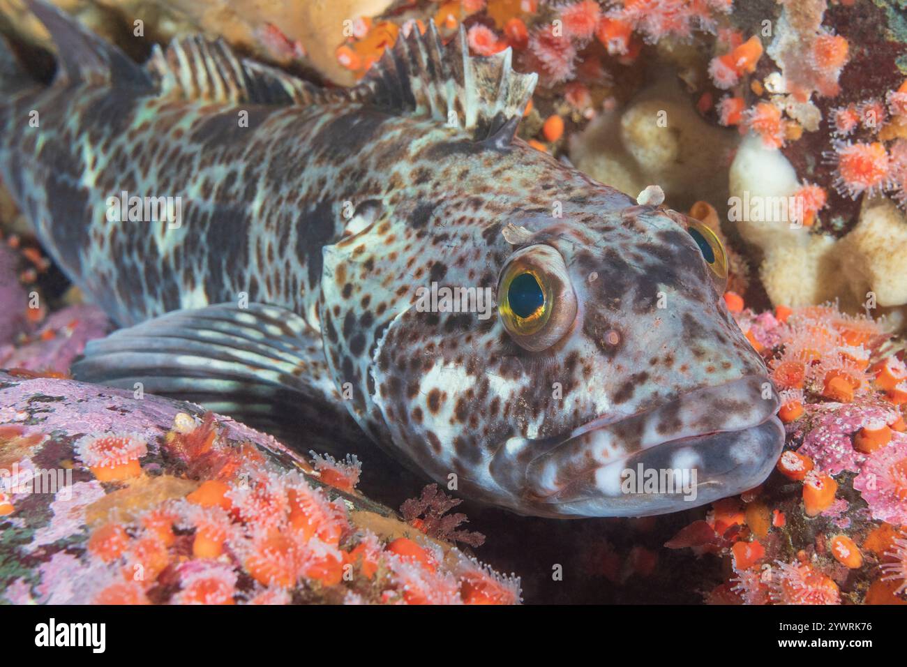 Discovery Passage Quadra Island Salish Sea Campbell River Vancouver ...