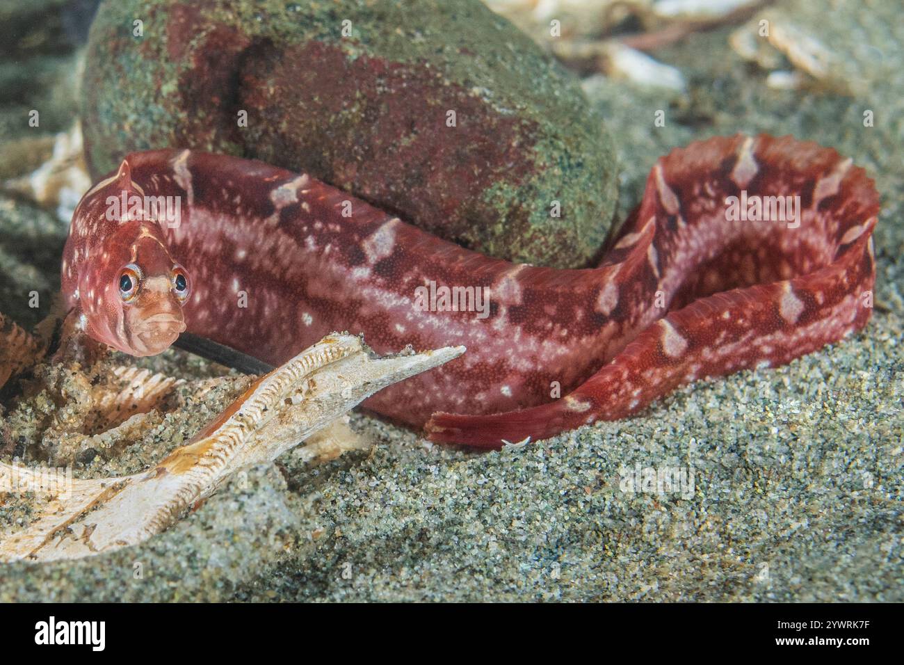 Discovery Passage Quadra Island Salish Sea Campbell River Vancouver ...