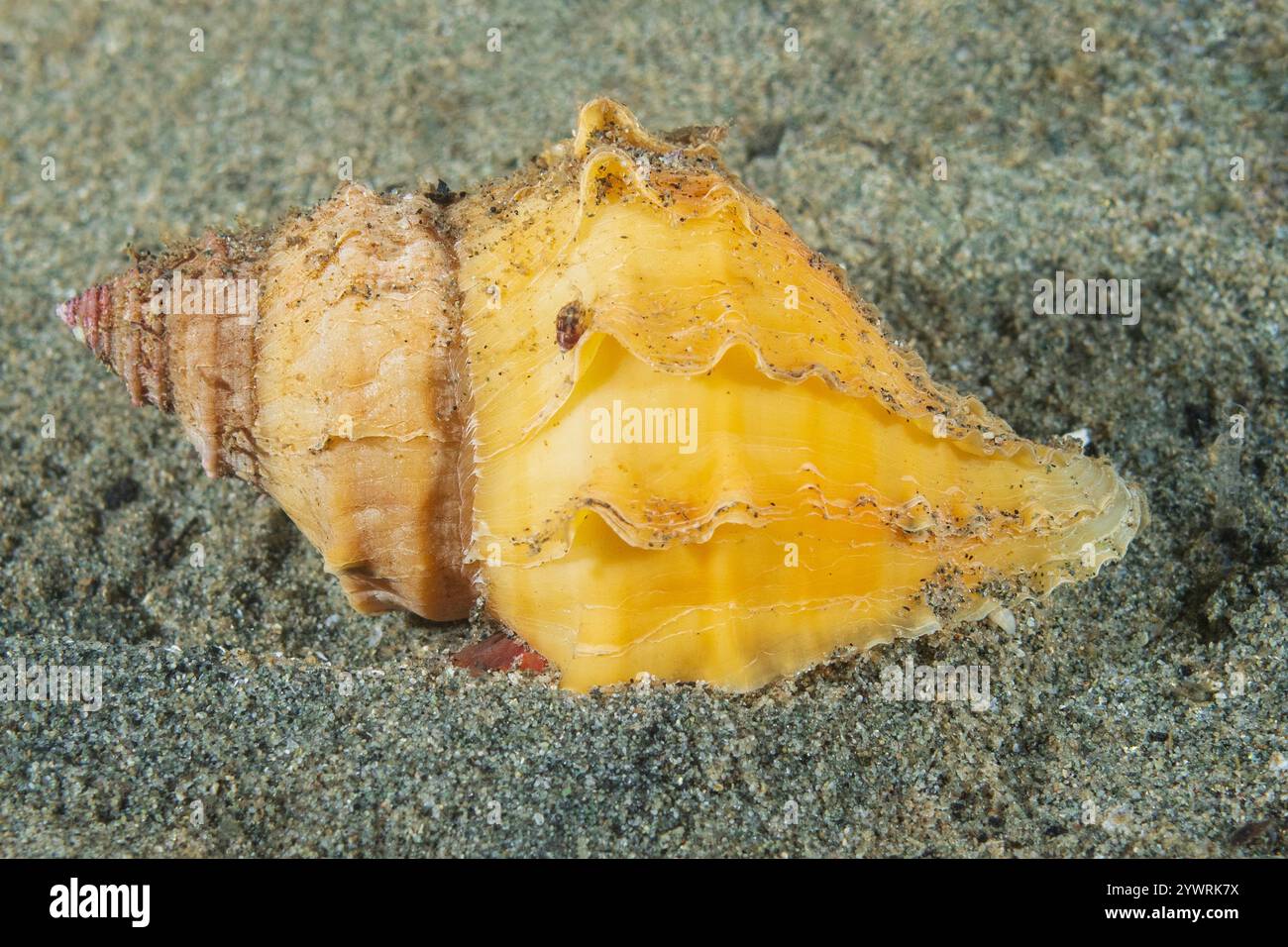 Wrinkled dogwinkle hi-res stock photography and images - Alamy