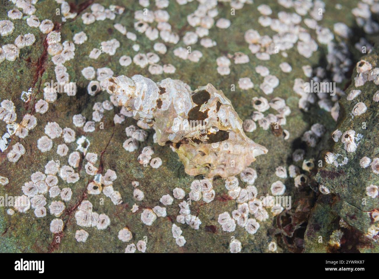 Common acorn barnacle Balanus glandula, Discovery Passage Quadra Island ...