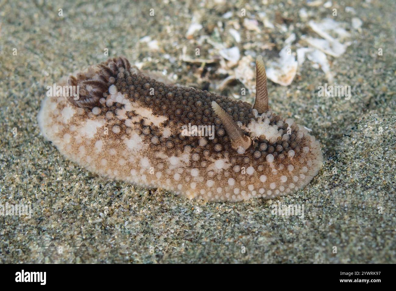 Barnacle eating onchidoris hi-res stock photography and images - Alamy