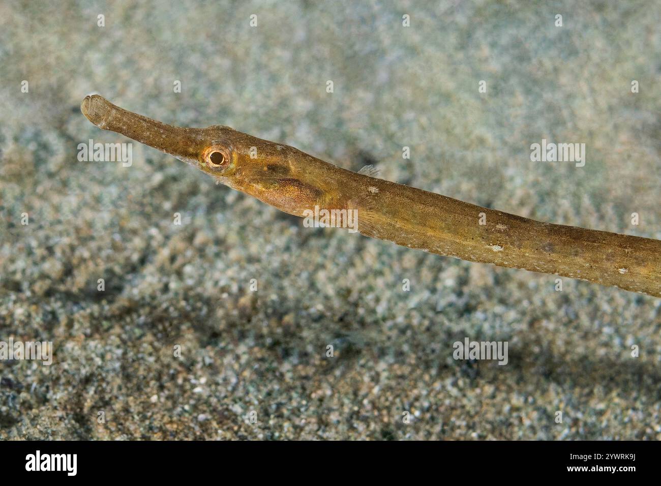 Bay pipefish Syngnathus leptorhynchus, Discovery Passage Quadra Island ...