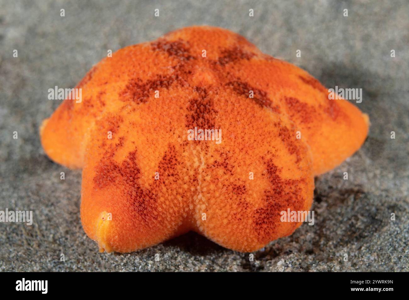 Discovery Passage Quadra Island Salish Sea Campbell River Vancouver ...