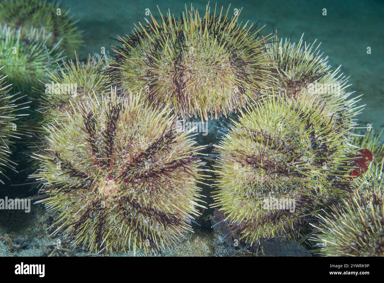 Discovery Passage Quadra Island Salish Sea Campbell River Vancouver ...