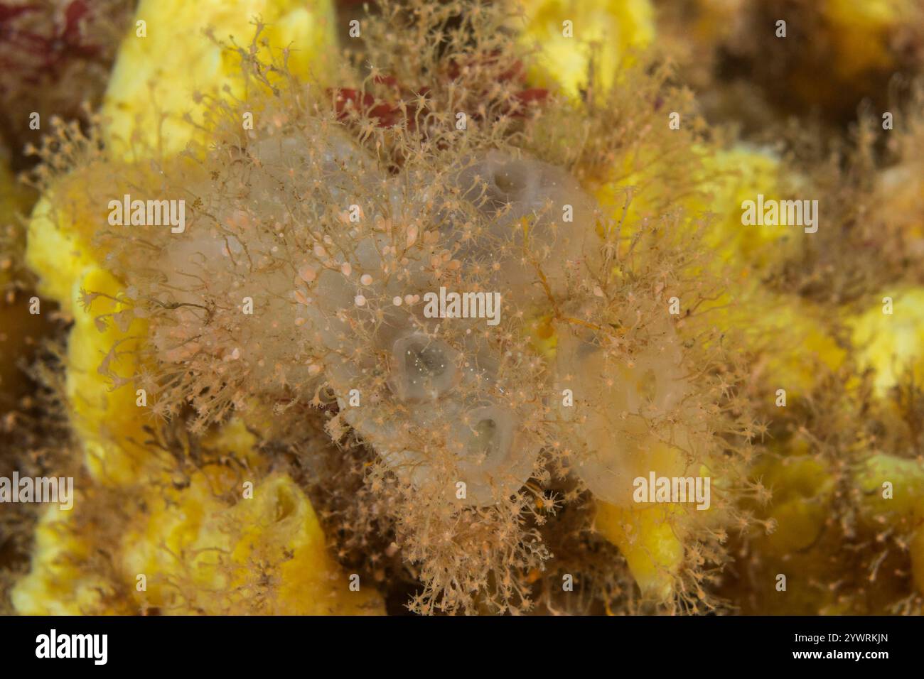 Brooding transparent tunicate Corella inflata, Clapper hydroid Sarsia ...