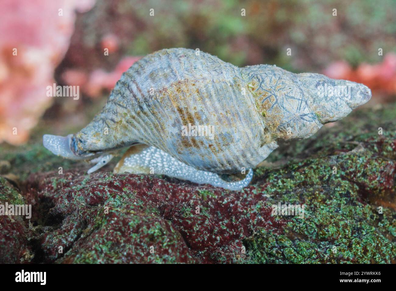 Discovery Passage Quadra Island Salish Sea Campbell River Vancouver ...