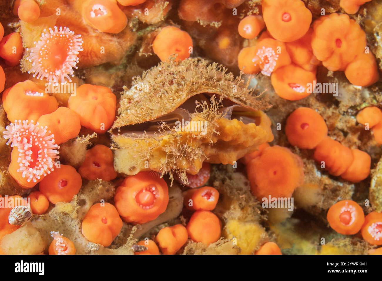 Discovery Passage Quadra Island Salish Sea Campbell River Vancouver ...