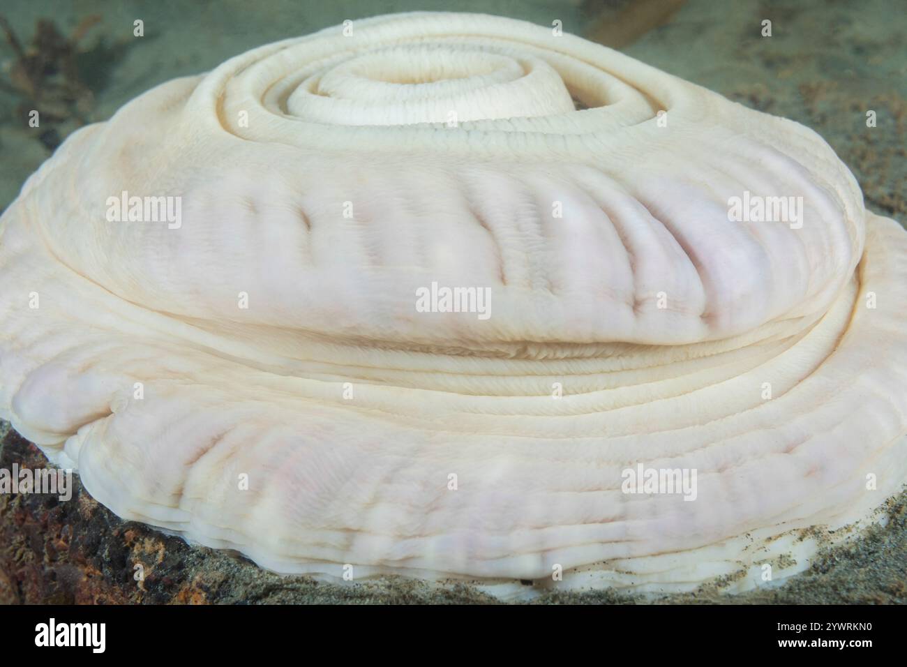 Alki Marine Park Puget Sound Salish Sea West Seattle Washington, Giant ...