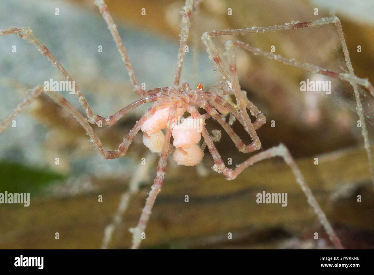 Alki Marine Park Puget Sound Salish Sea West Seattle Washington, Female ...