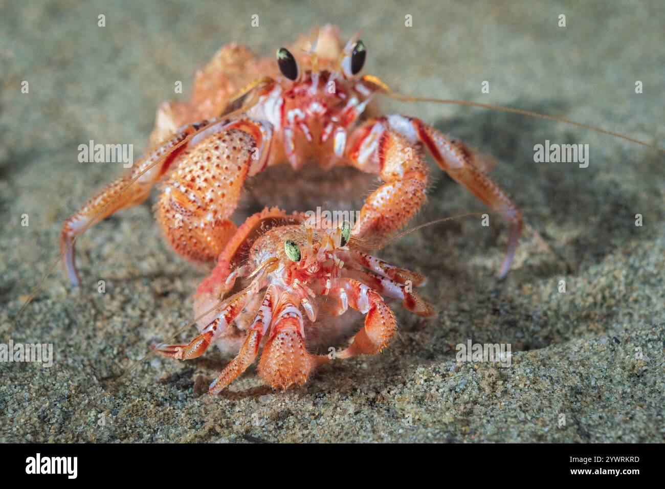 Alki Marine Park Puget Sound Salish Sea West Seattle Washington, Black ...
