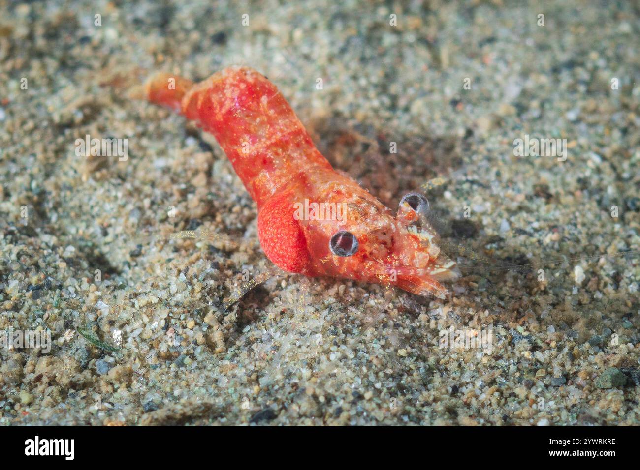 Alki Marine Park Puget Sound Salish Sea West Seattle Washington, Shrimp ...