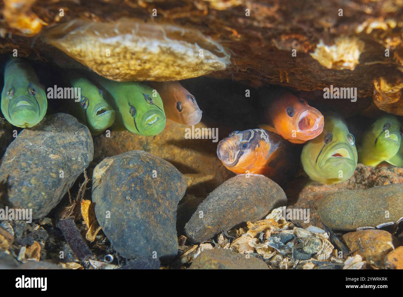 Apodichthys hi-res stock photography and images - Alamy