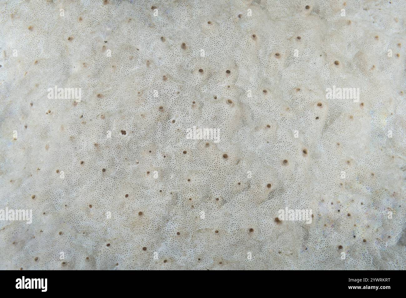 Keystone Jetty Fort Casey Underwater Park Admiralty Bay Salish Sea ...