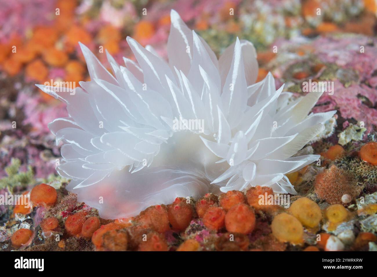 Alabaster nudibranch Dirona albolineata, Encrusting coralline algae ...