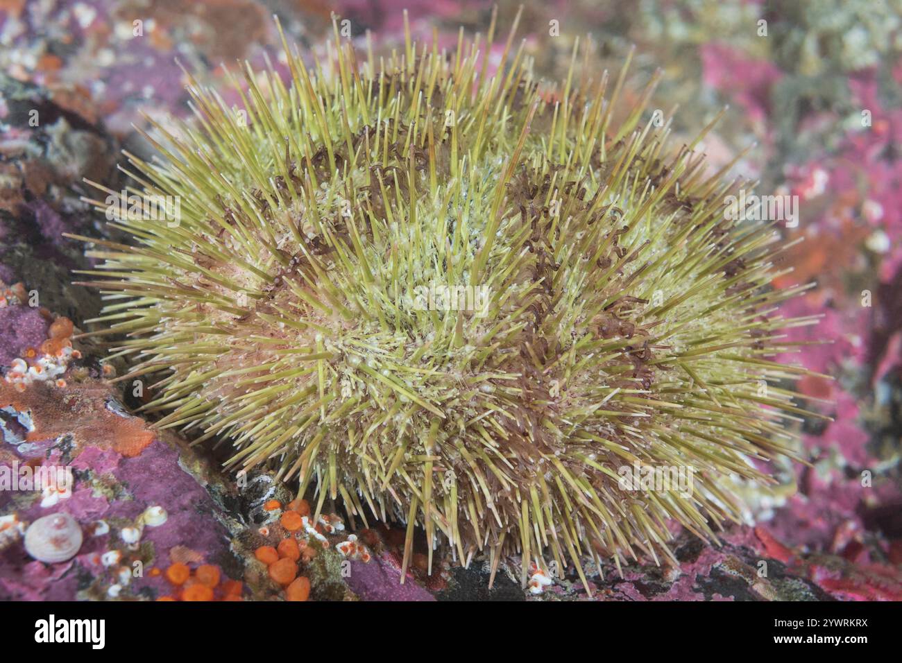 Green sea urchin Strongylocentrotus droebachiensis, Keystone Jetty Fort ...