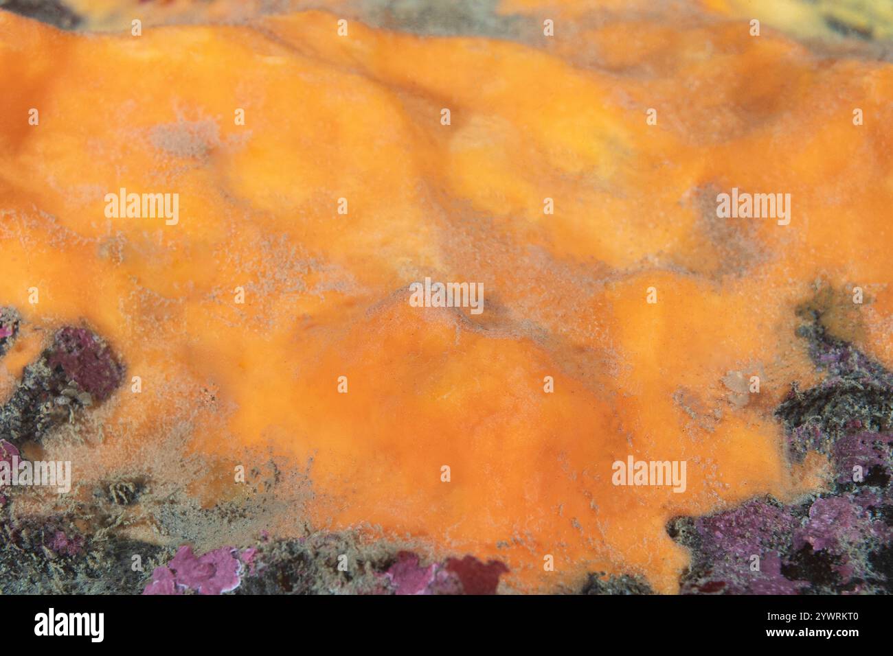 encrusting sponge, Keystone Jetty Fort Casey Underwater Park Admiralty ...