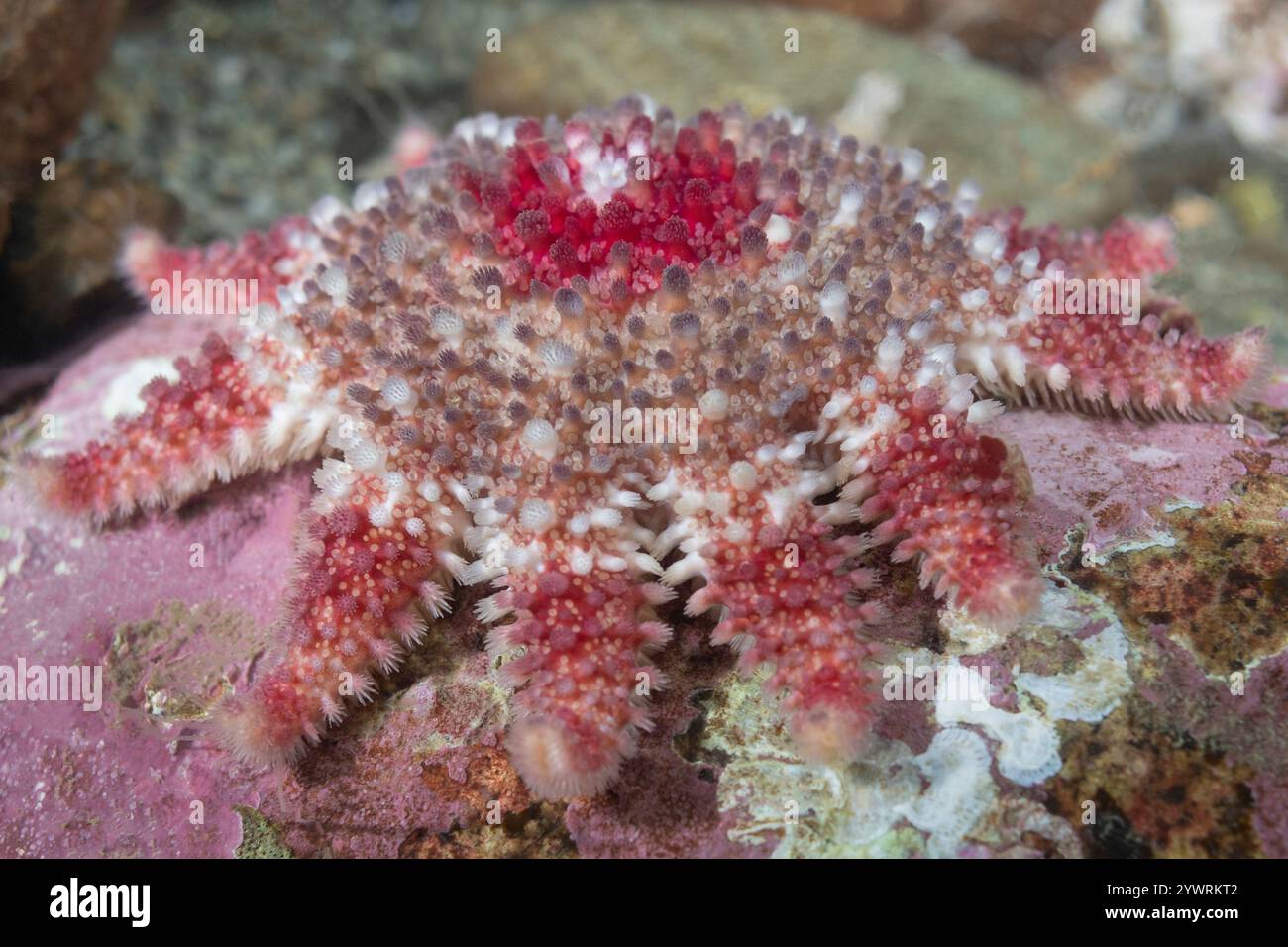 Keystone Jetty Fort Casey Underwater Park Admiralty Bay Salish Sea ...